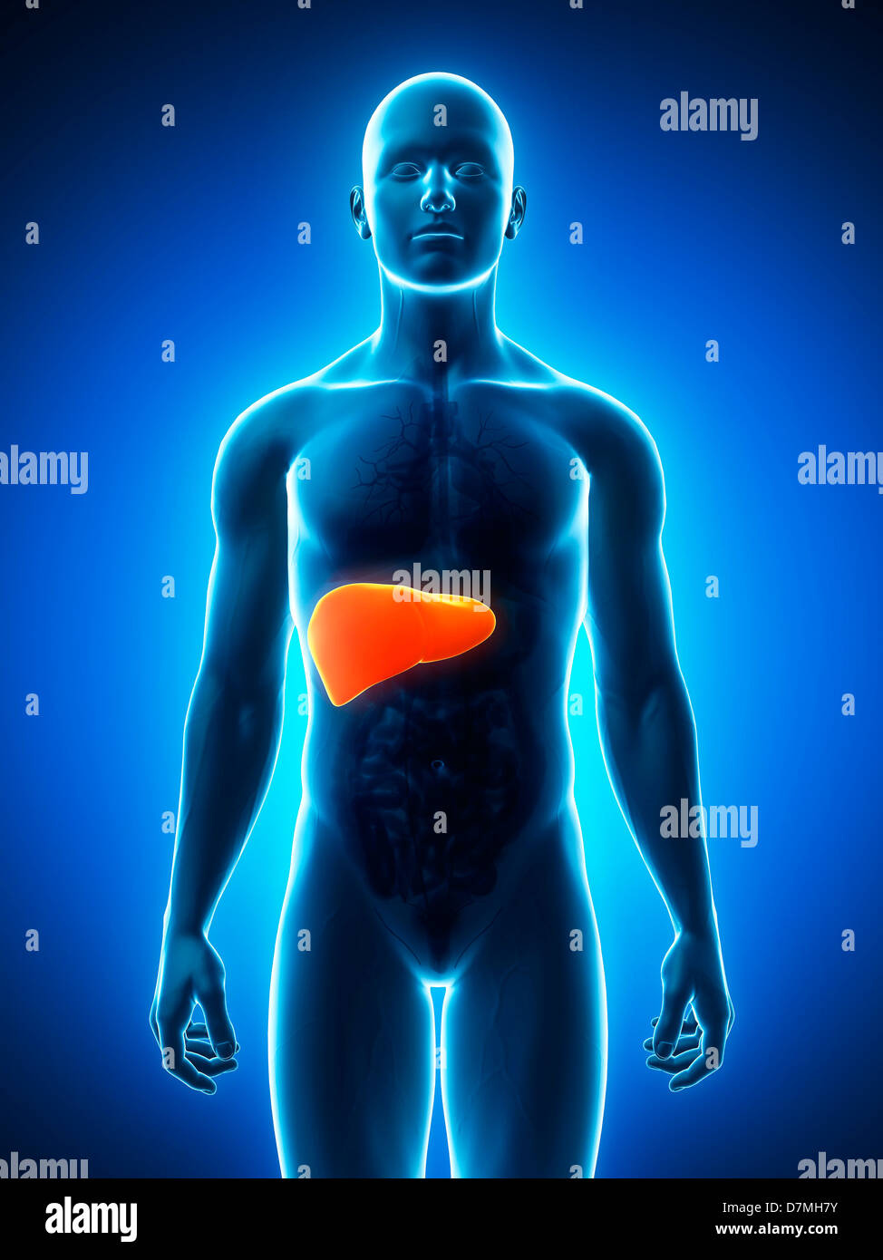 Healthy liver, artwork Stock Photo - Alamy
