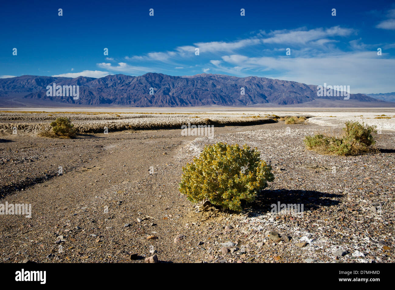 Green shrubs grow in the heat of Death Valley National Park Stock Photo ...
