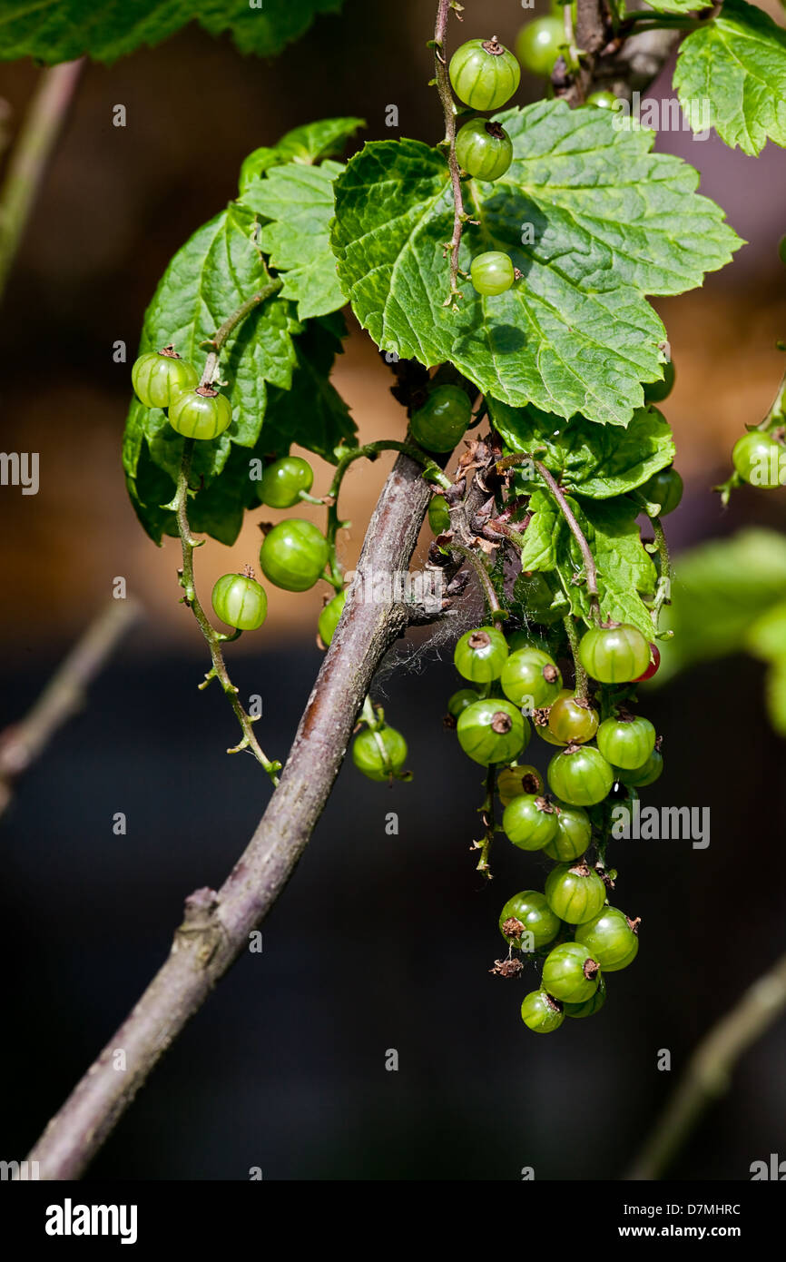 Green currant on a bush in the summer Stock Photo - Alamy