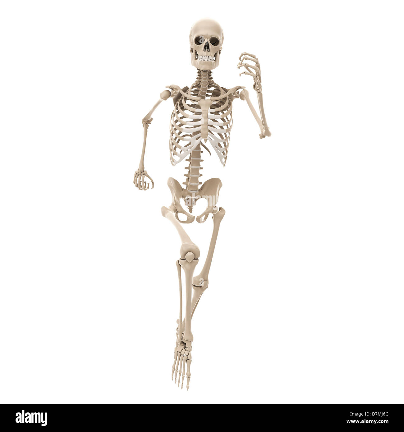 Running skeleton, artwork Stock Photo - Alamy
