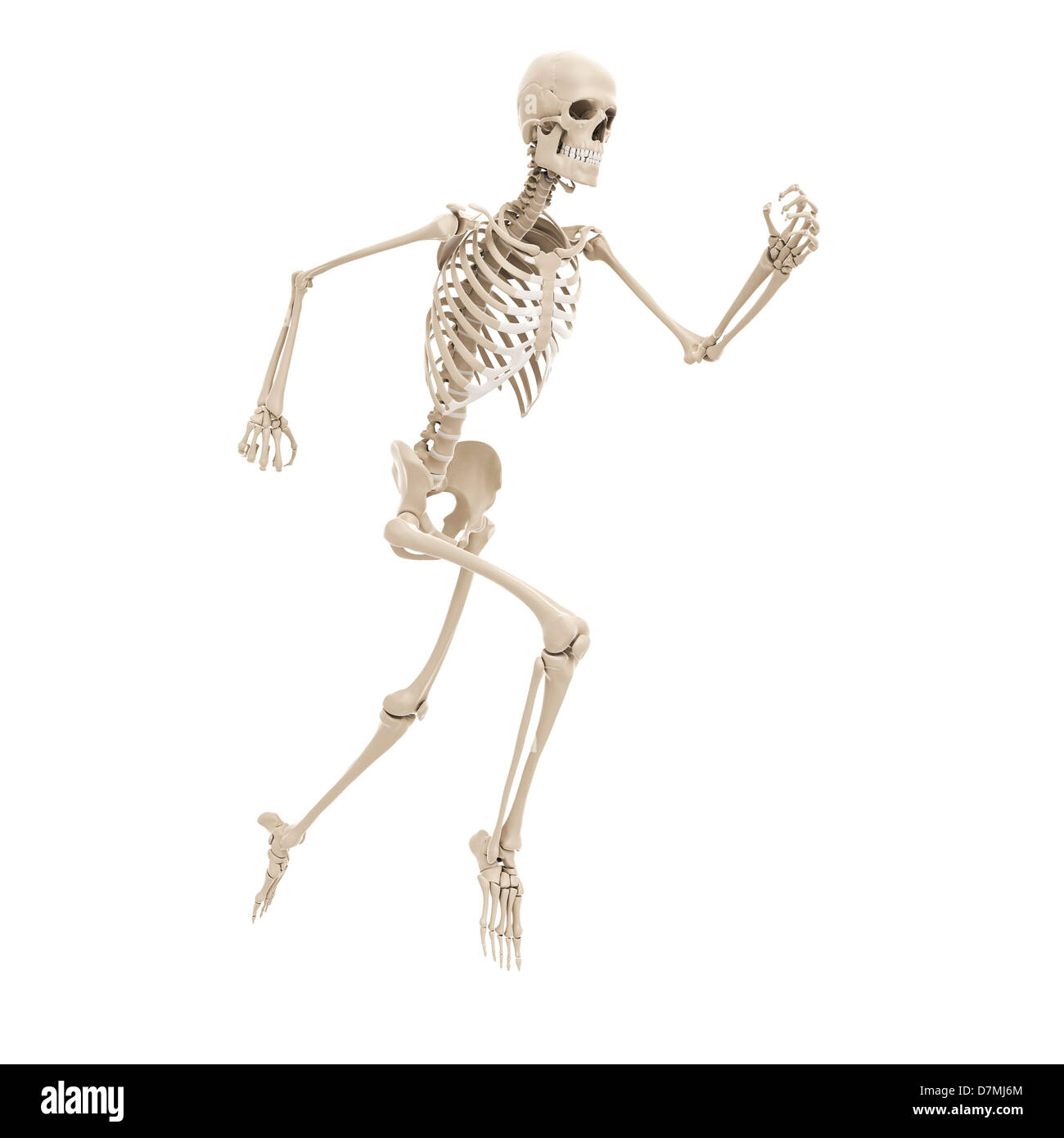 Running skeleton, artwork Stock Photo - Alamy
