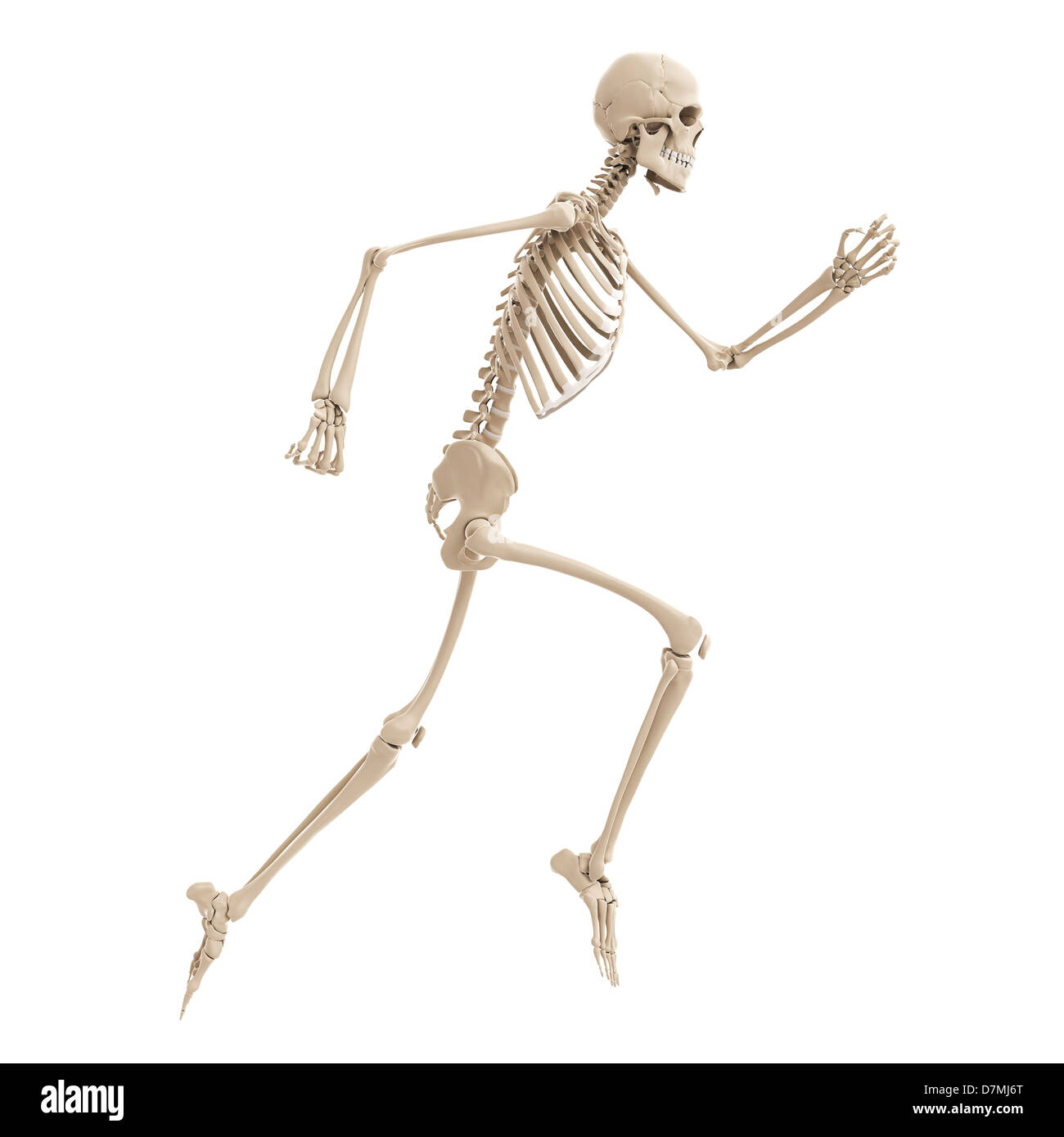 The human skeleton Cut Out Stock Images & Pictures - Alamy