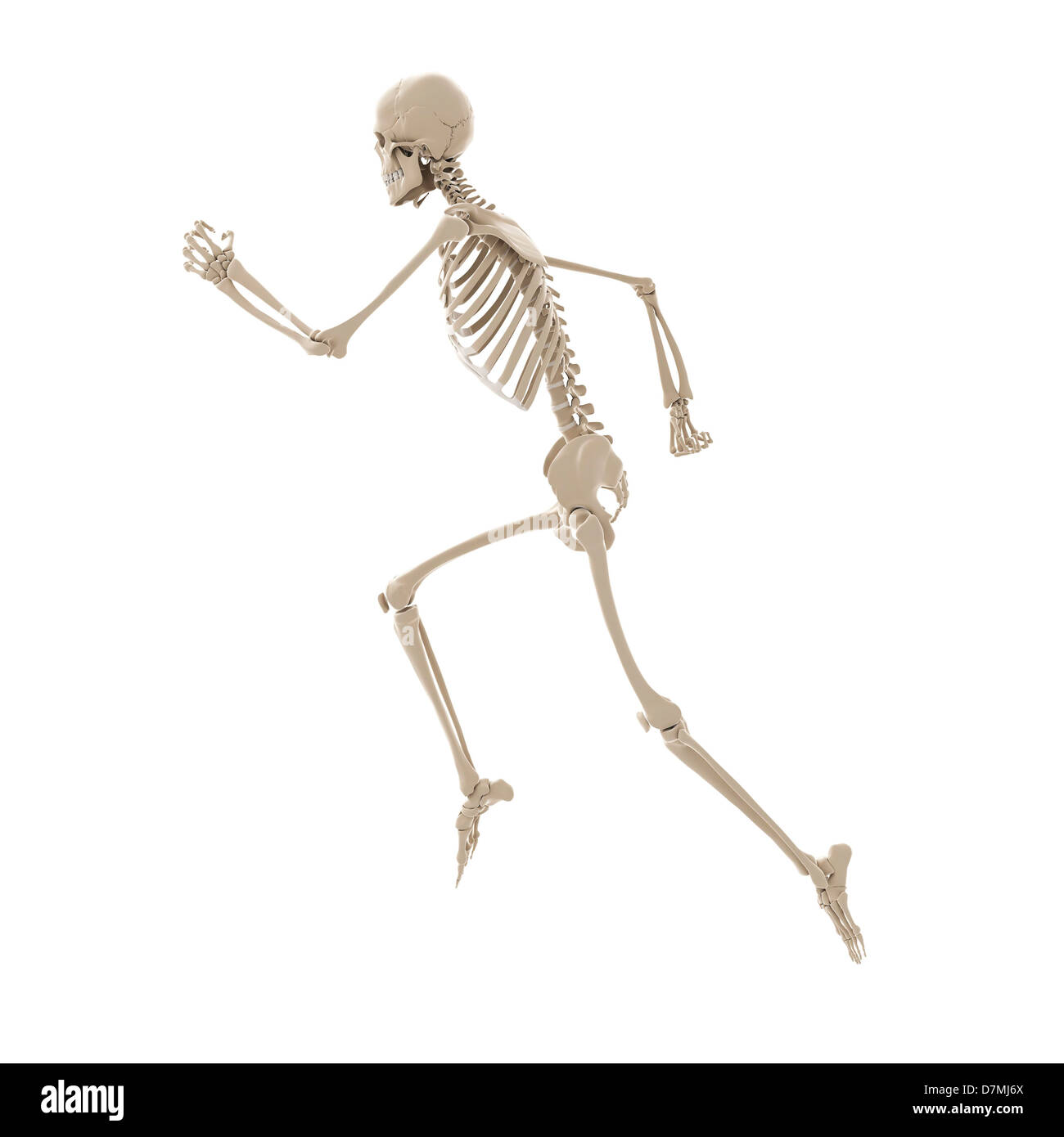 Running skeleton, artwork Stock Photo - Alamy