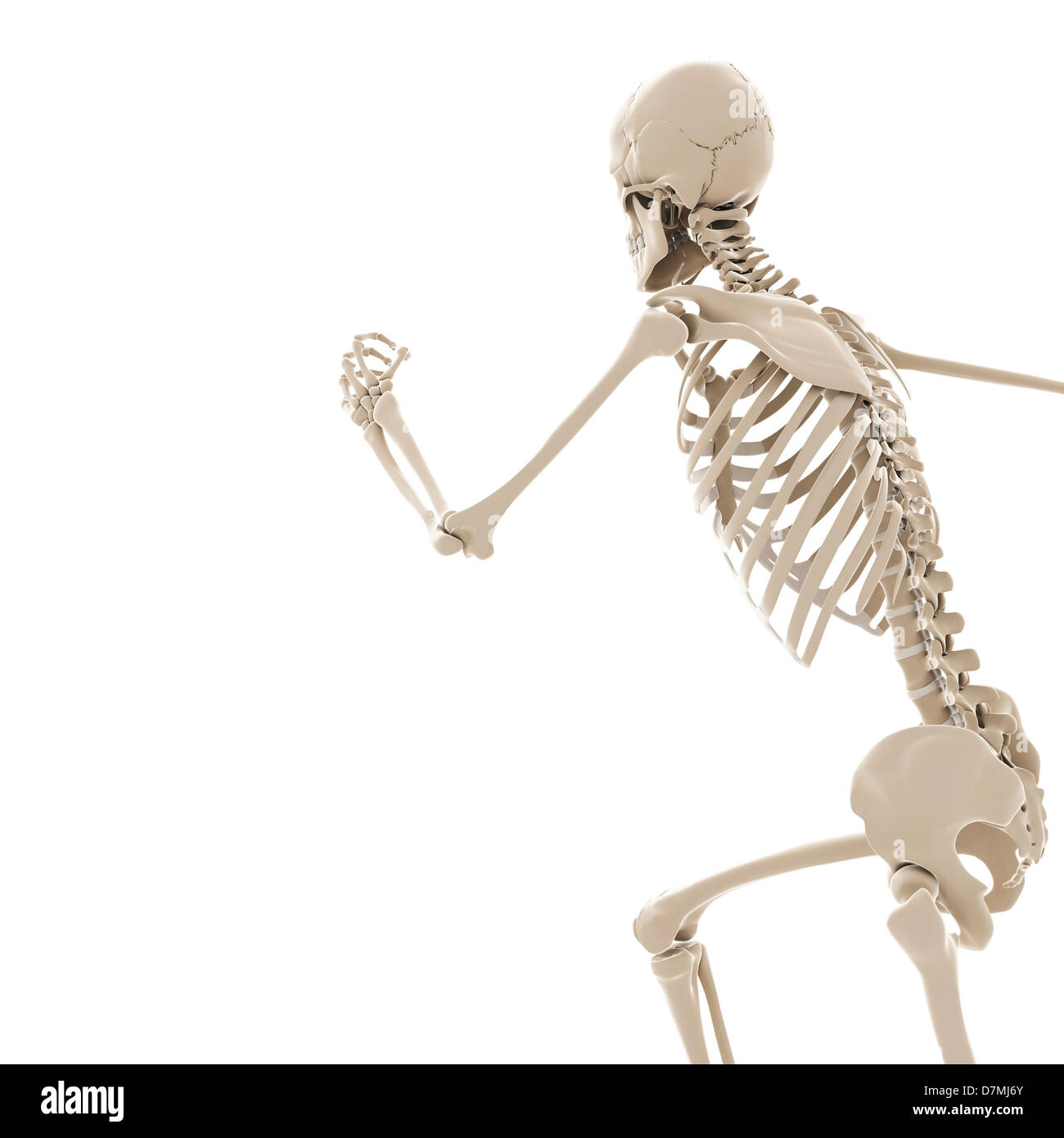 Running skeleton, artwork Stock Photo - Alamy