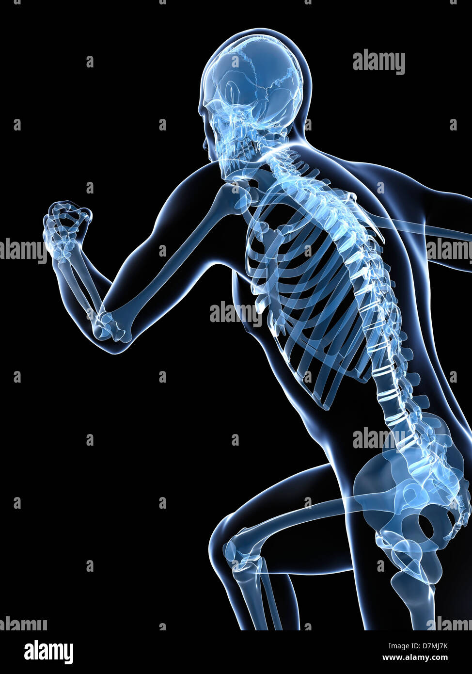 Running skeleton, artwork Stock Photo - Alamy