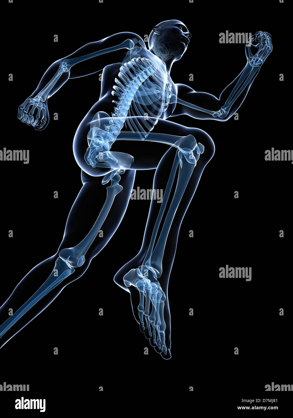 Running skeleton hi-res stock photography and images - Alamy