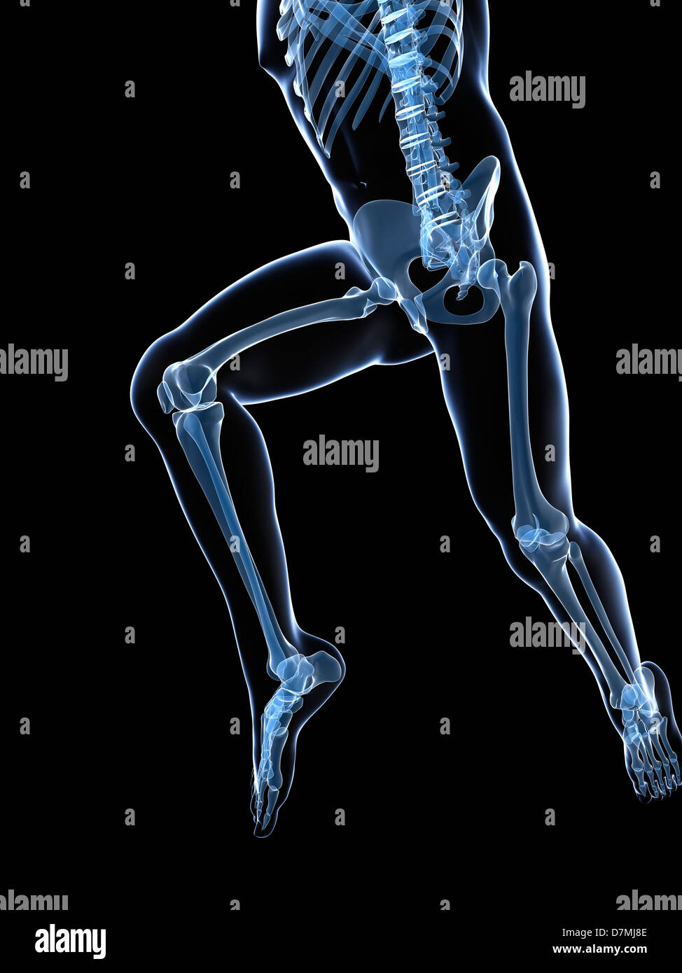 Running skeleton, artwork Stock Photo - Alamy