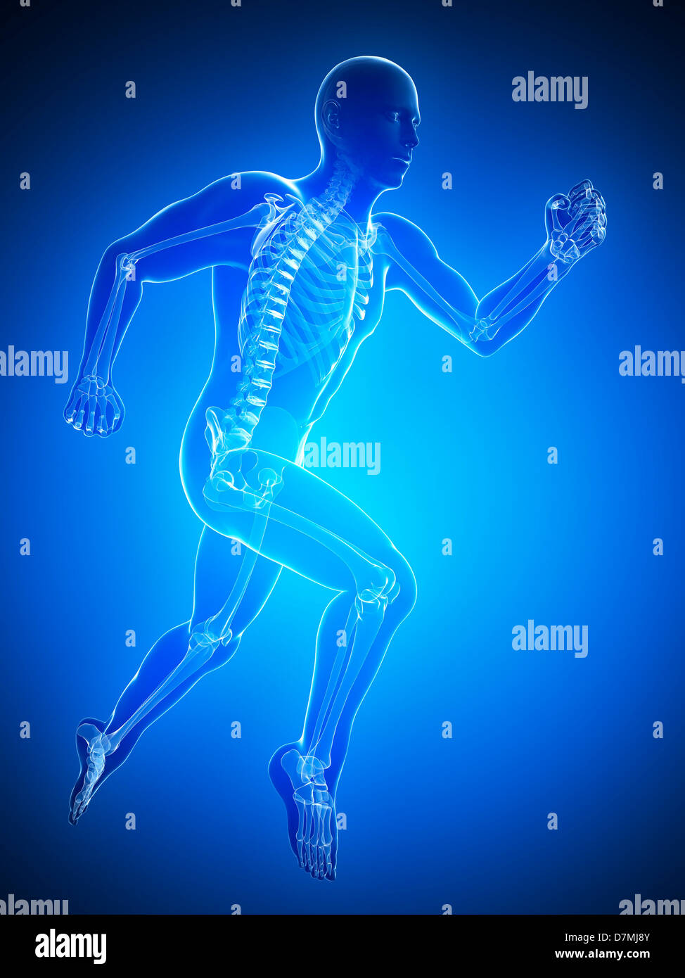 Running skeleton, artwork Stock Photo - Alamy