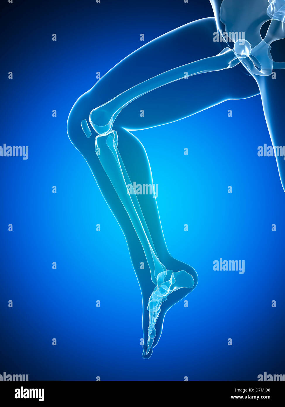 Side view male pelvis femur hi-res stock photography and images - Alamy