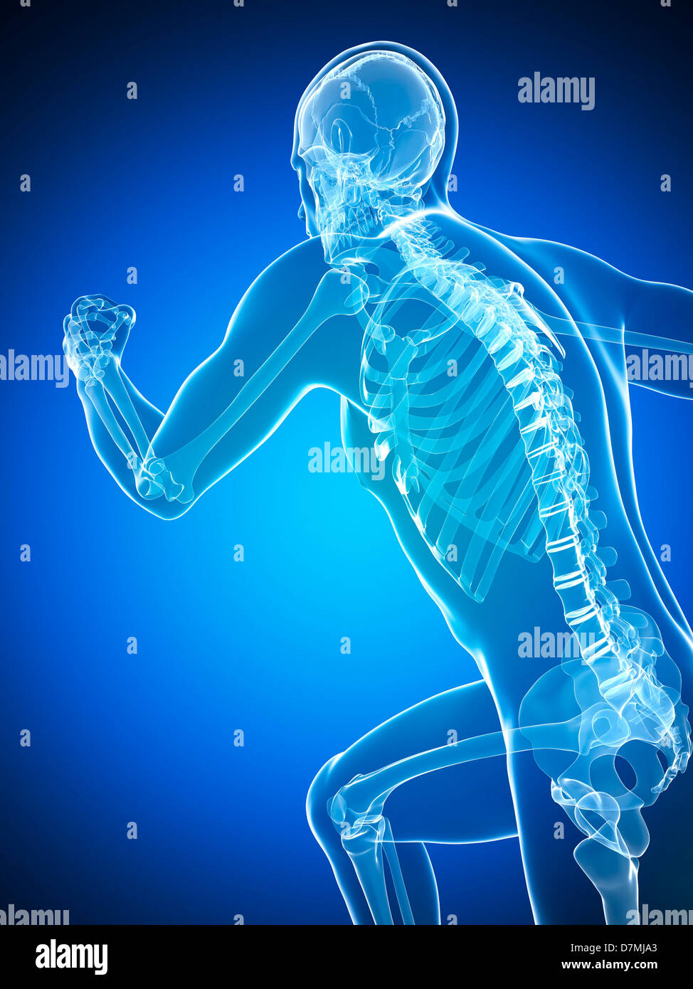 Running skeleton hi-res stock photography and images - Alamy