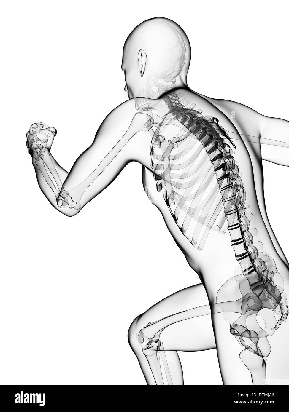 Side view of the male pelvis hi-res stock photography and images - Alamy