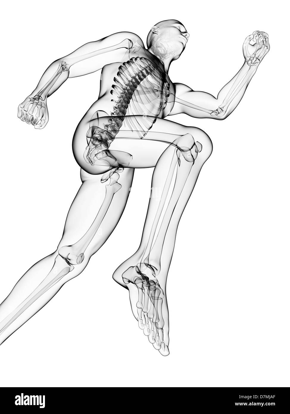 Running skeleton, artwork Stock Photo - Alamy