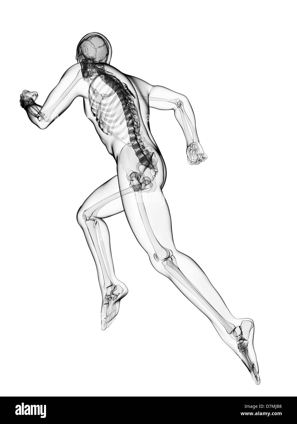 Running skeleton, artwork Stock Photo - Alamy
