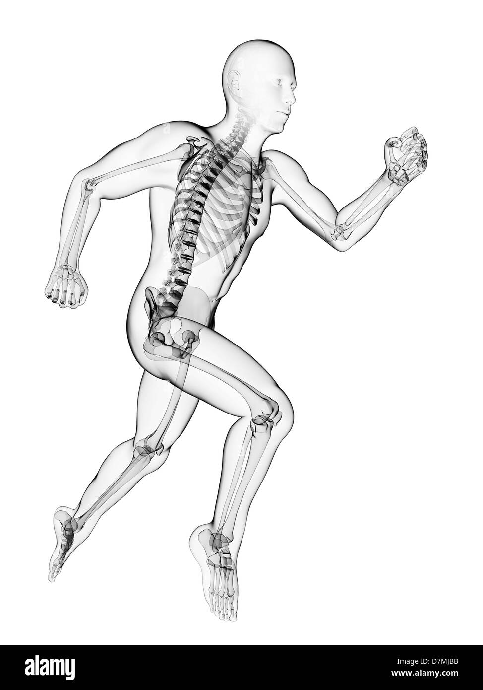 Running skeleton, artwork Stock Photo - Alamy