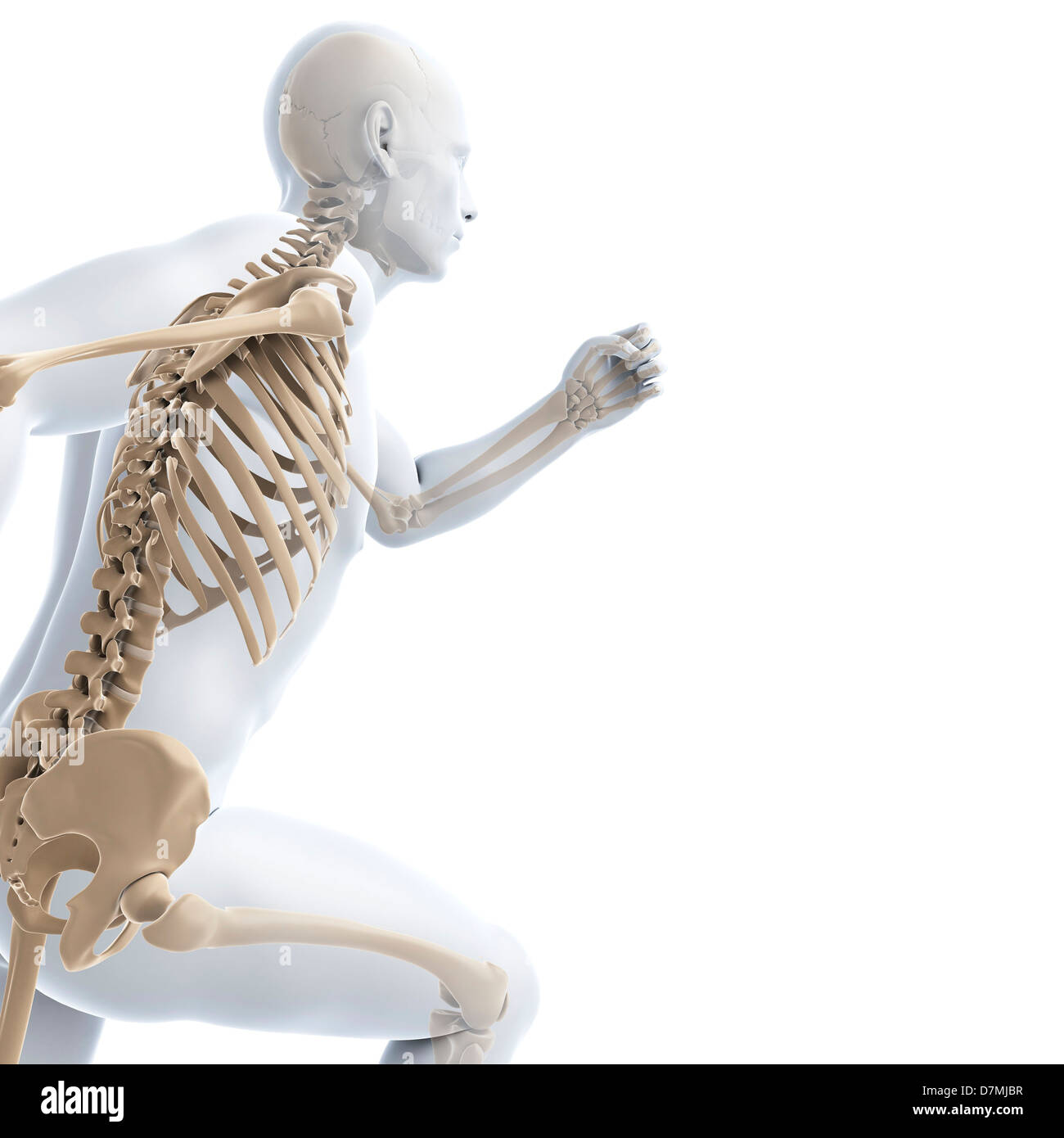 Running skeleton, artwork Stock Photo - Alamy