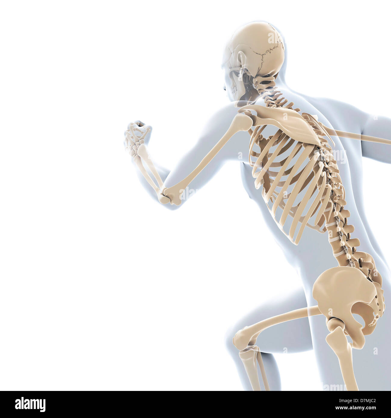 Running skeleton, artwork Stock Photo - Alamy