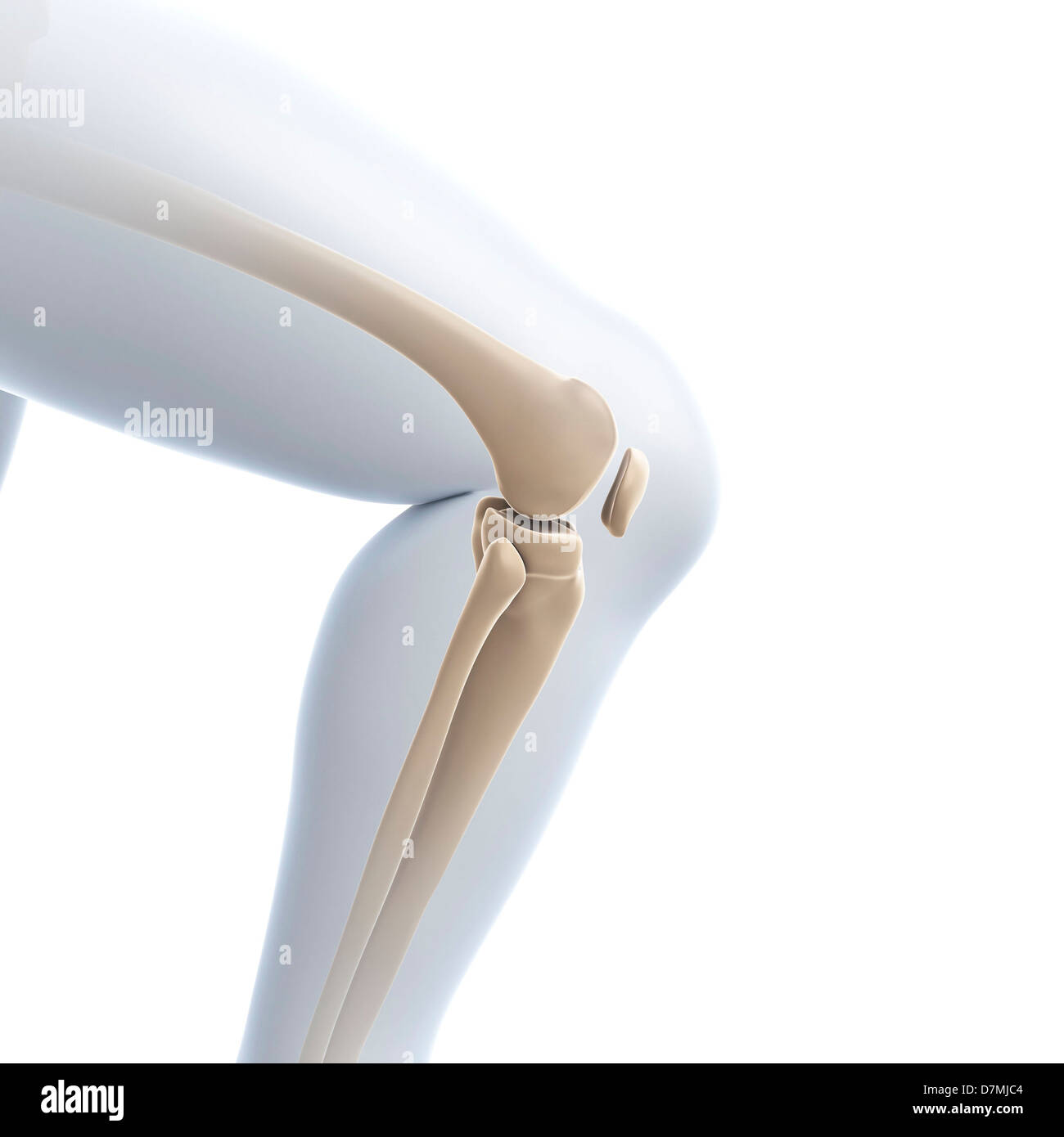 Healthy knee artwork hi-res stock photography and images - Alamy