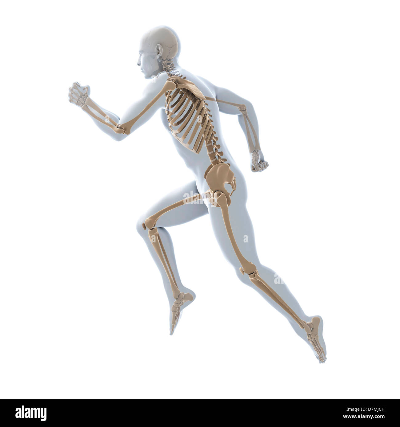 Running skeleton, artwork Stock Photo - Alamy