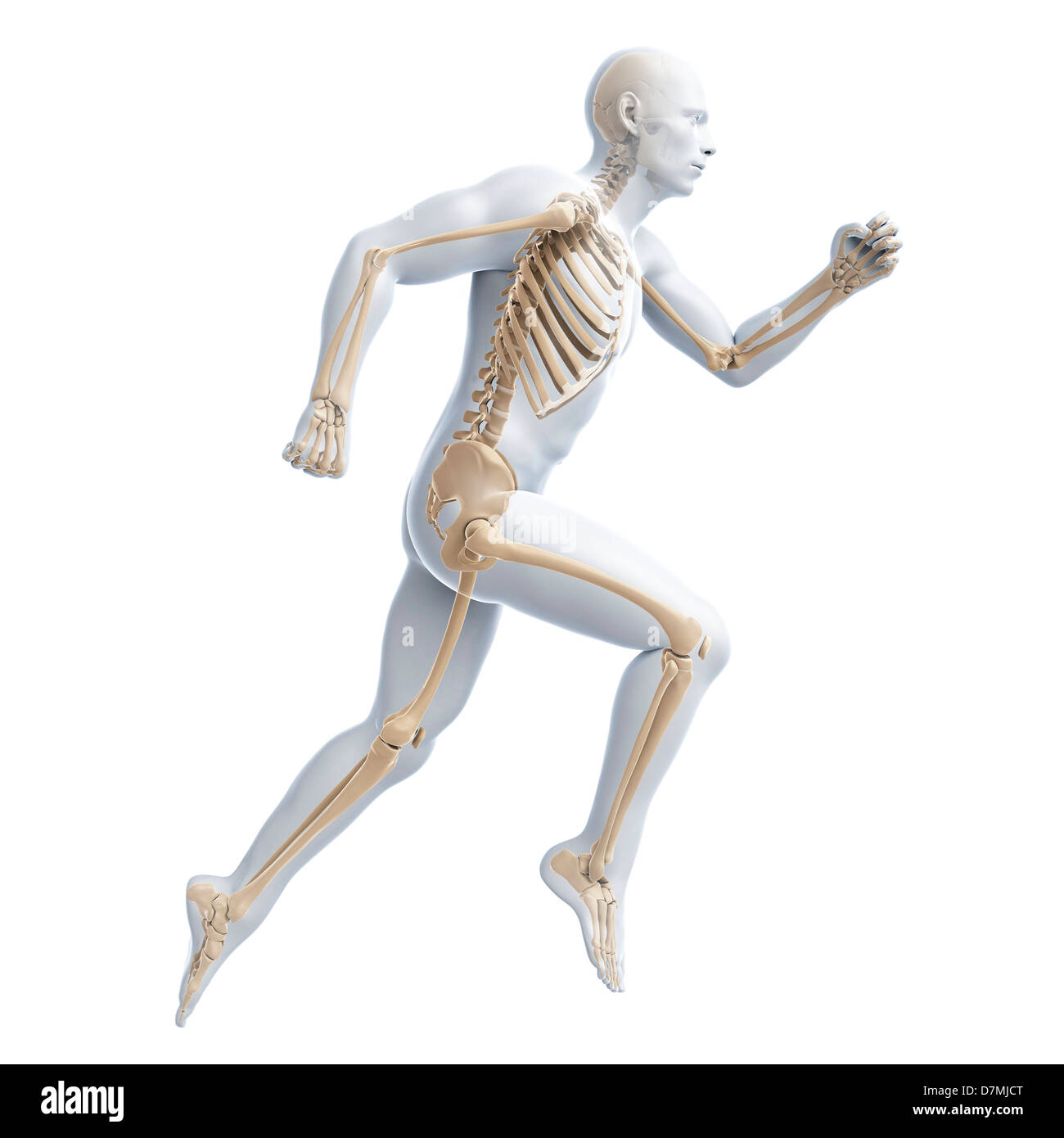 Running skeleton, artwork Stock Photo - Alamy
