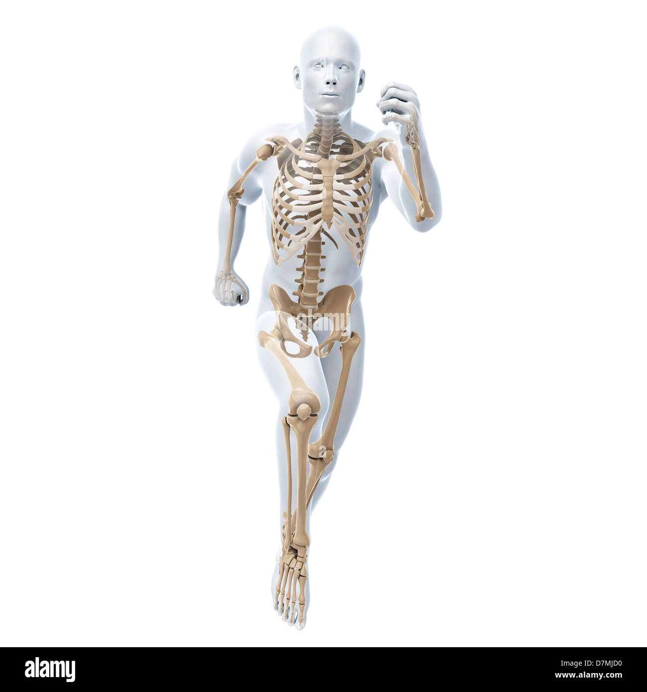 Male skeleton, artwork Stock Photo - Alamy