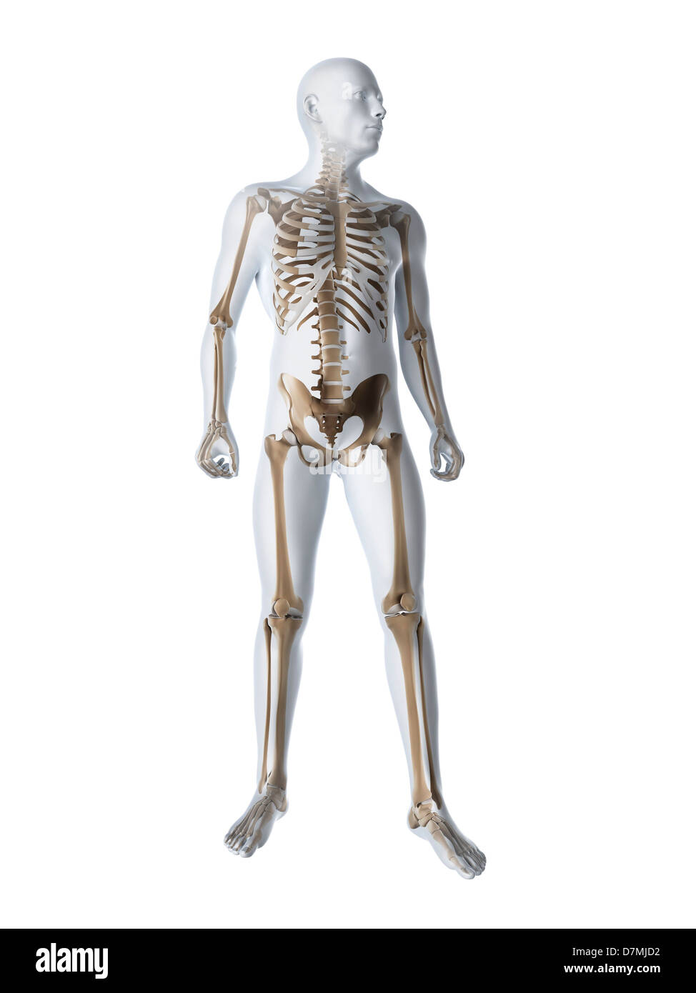 Male skeleton, artwork Stock Photo - Alamy