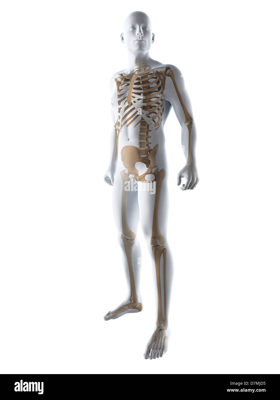 Male skeleton, artwork Stock Photo - Alamy