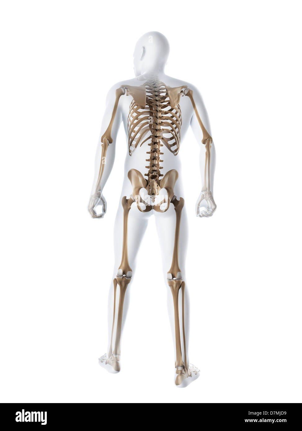 Male skeleton, artwork Stock Photo - Alamy