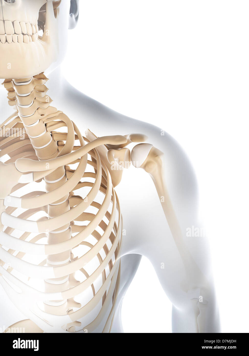 Male skeleton, artwork Stock Photo - Alamy