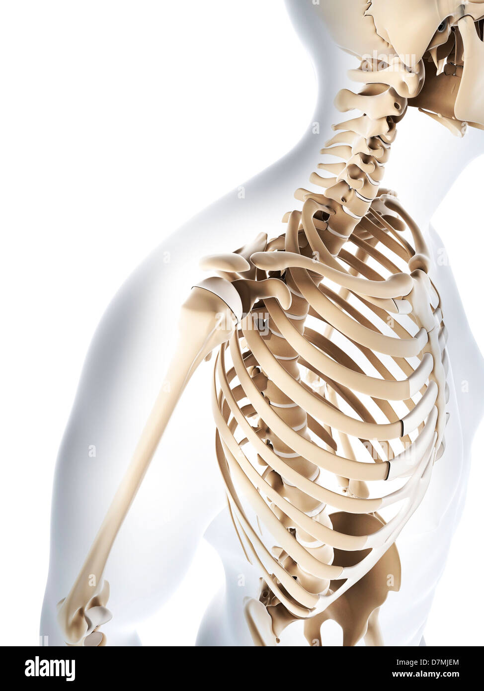 Male skeleton, artwork Stock Photo - Alamy