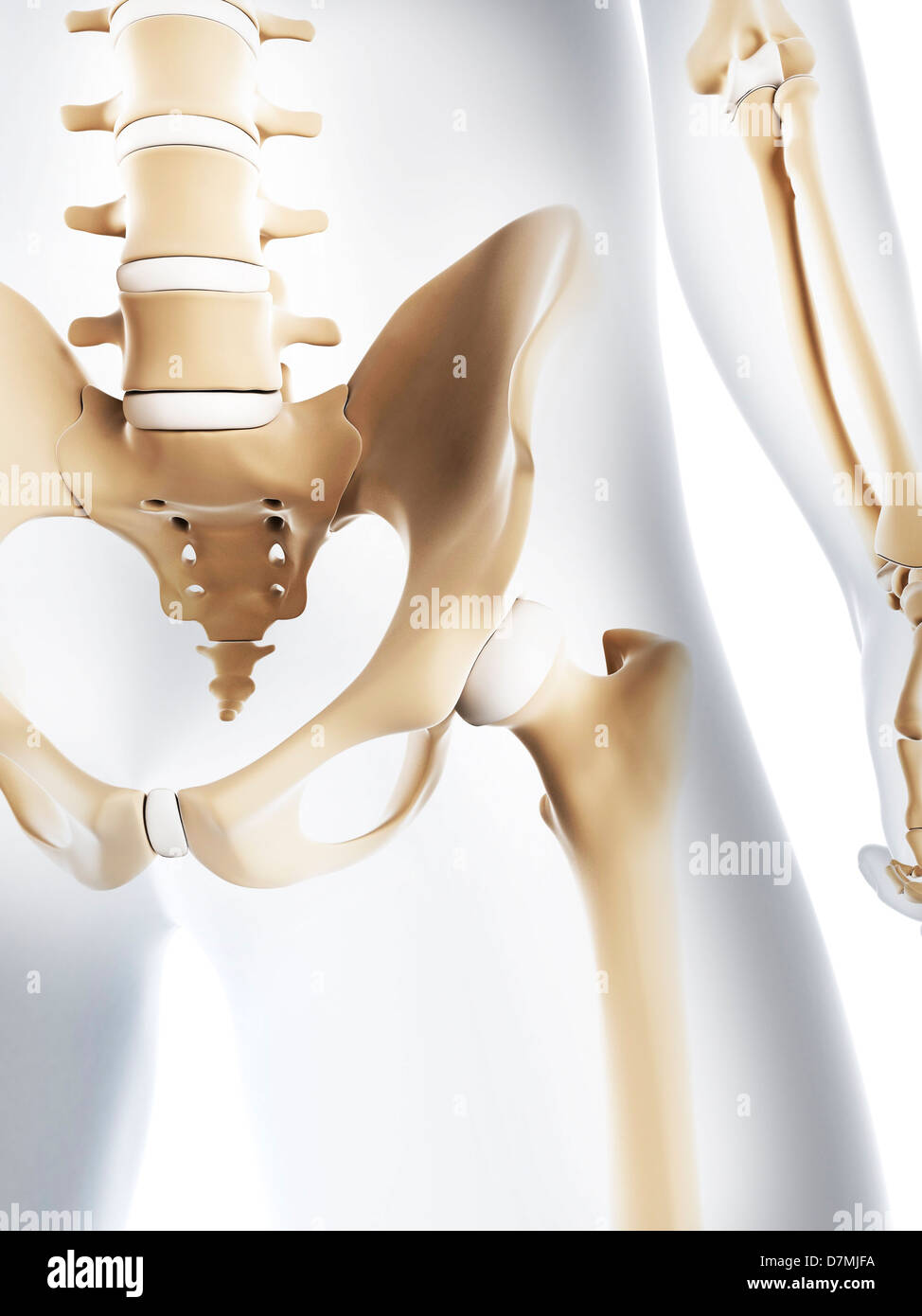 Male pelvis bones artwork hi-res stock photography and images - Alamy