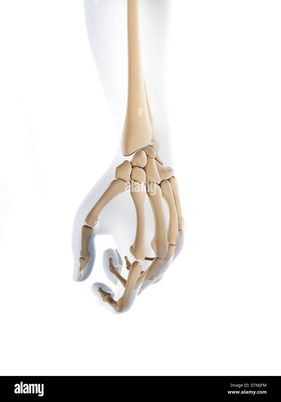 Hand bones, artwork Stock Photo - Alamy