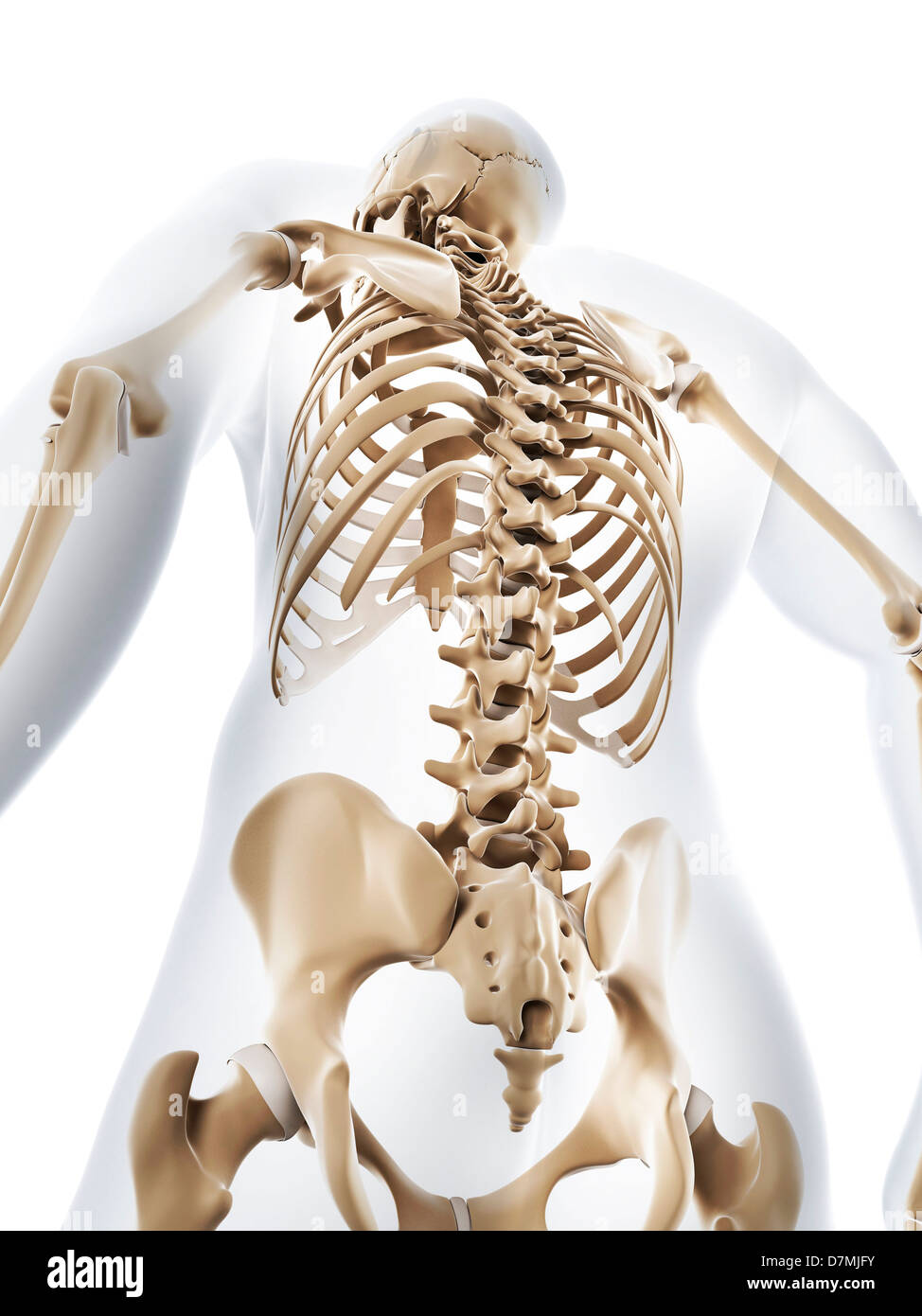 Male skeleton, artwork Stock Photo - Alamy