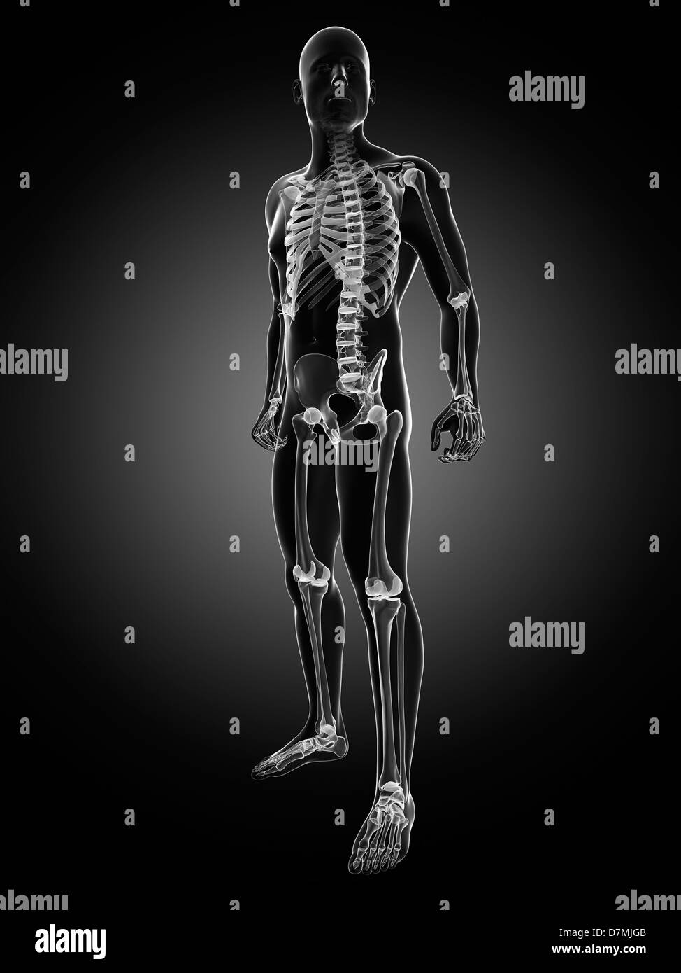 Male skeleton, artwork Stock Photo - Alamy