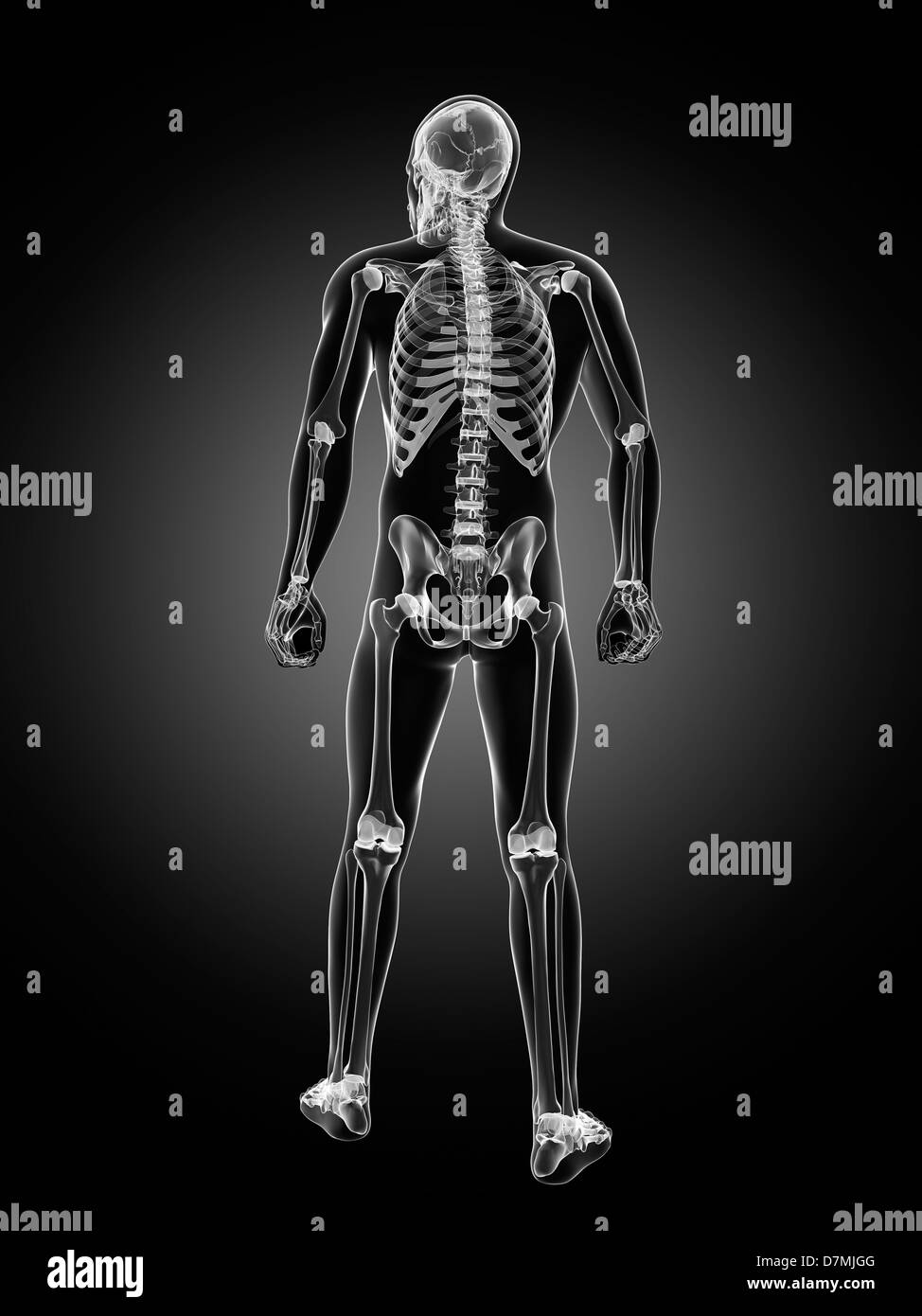 Male skeleton, artwork Stock Photo - Alamy