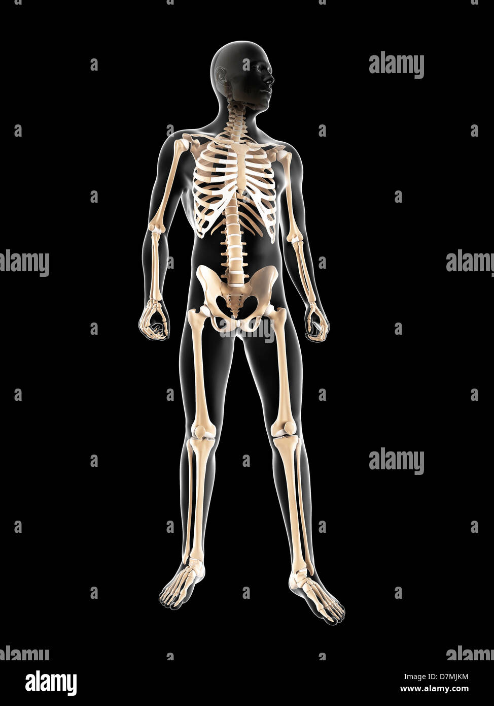 Male skeleton, artwork Stock Photo - Alamy