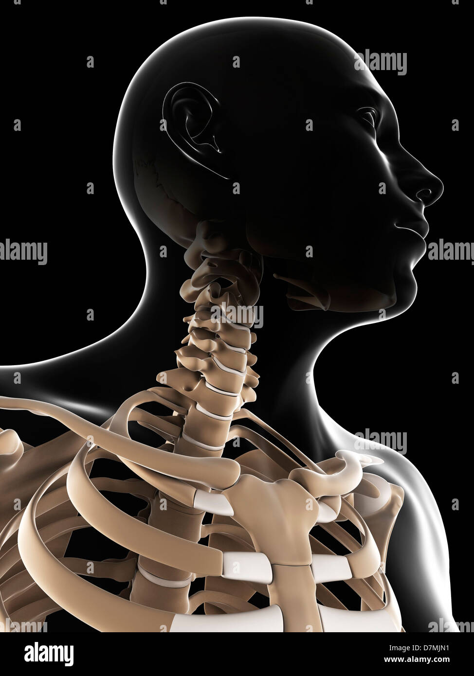 Male skeleton, artwork Stock Photo - Alamy