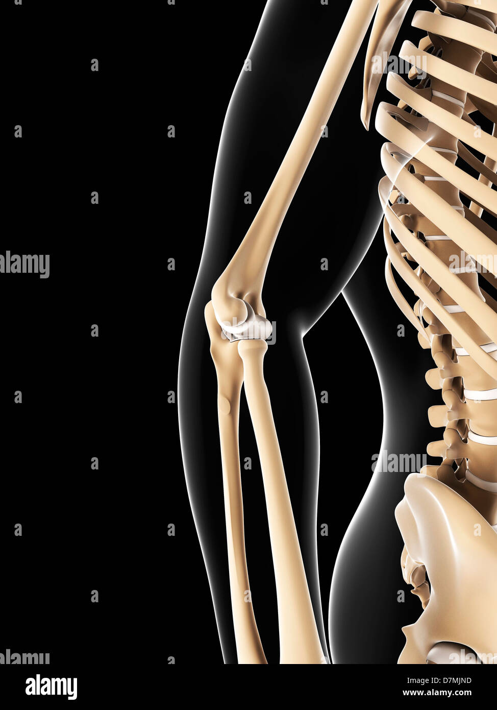 Elbow joint, artwork Stock Photo - Alamy