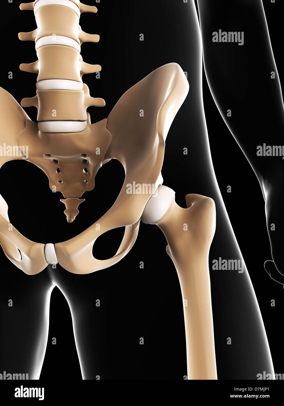 Male pelvis bones hi-res stock photography and images - Alamy