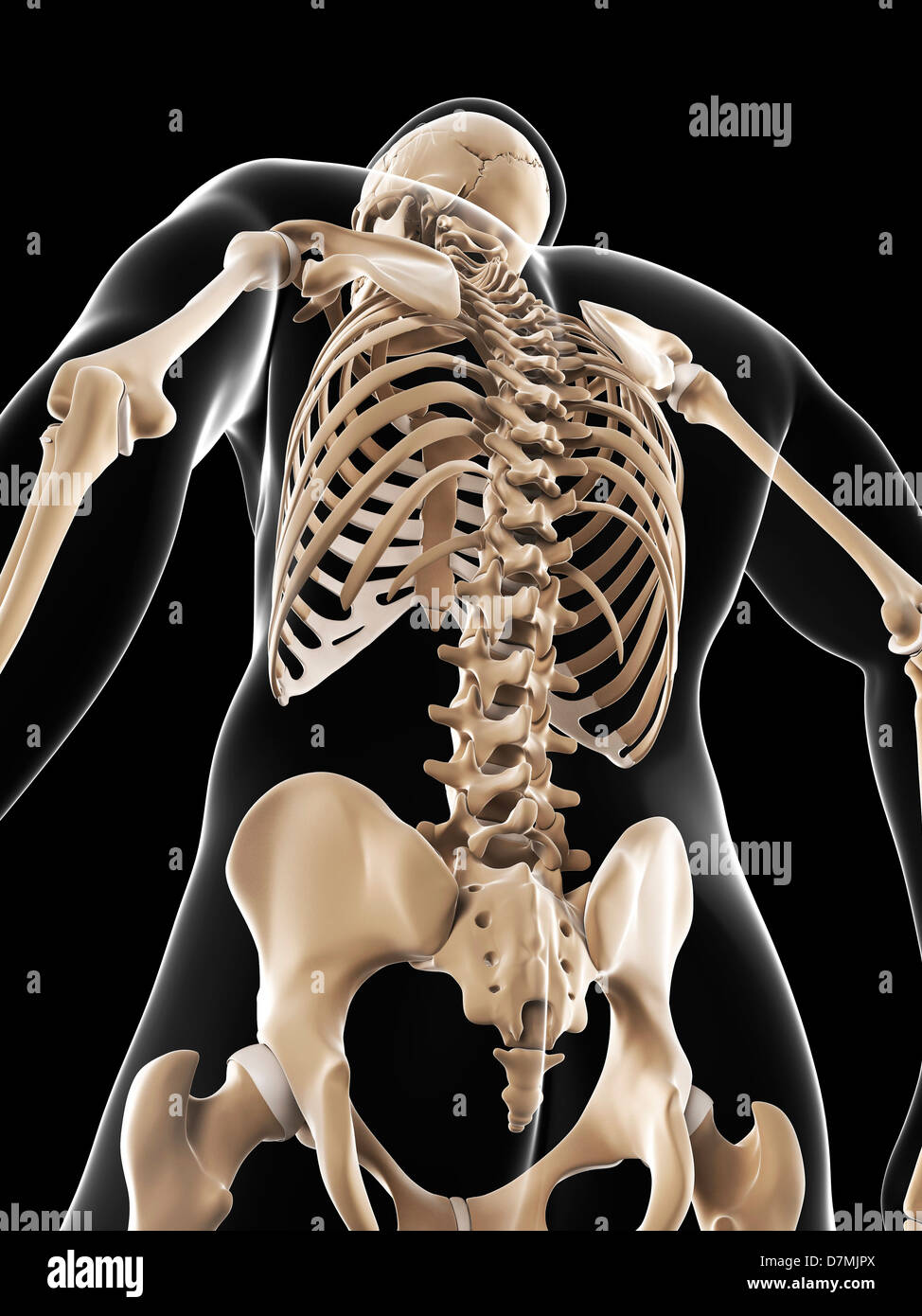 Male skeleton, artwork Stock Photo - Alamy