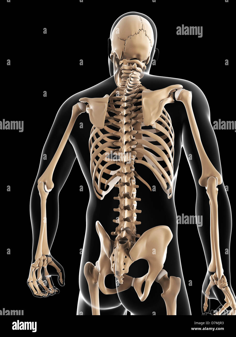 Male skeleton, artwork Stock Photo - Alamy