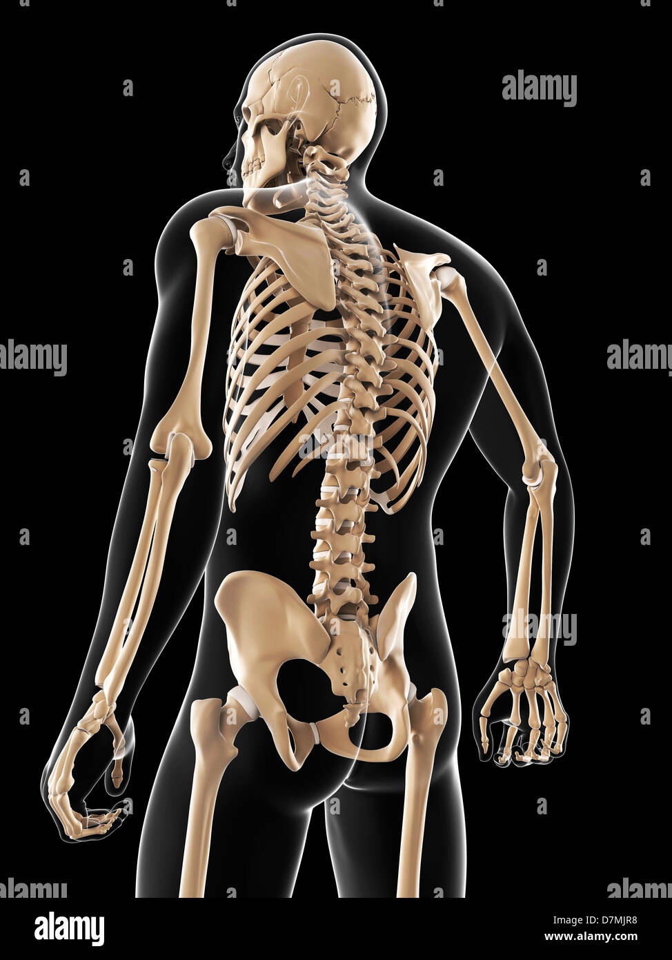 Male skeleton, artwork Stock Photo - Alamy