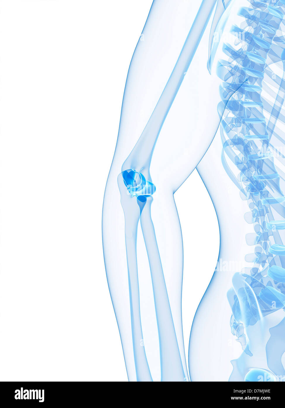 Elbow joint, artwork Stock Photo - Alamy