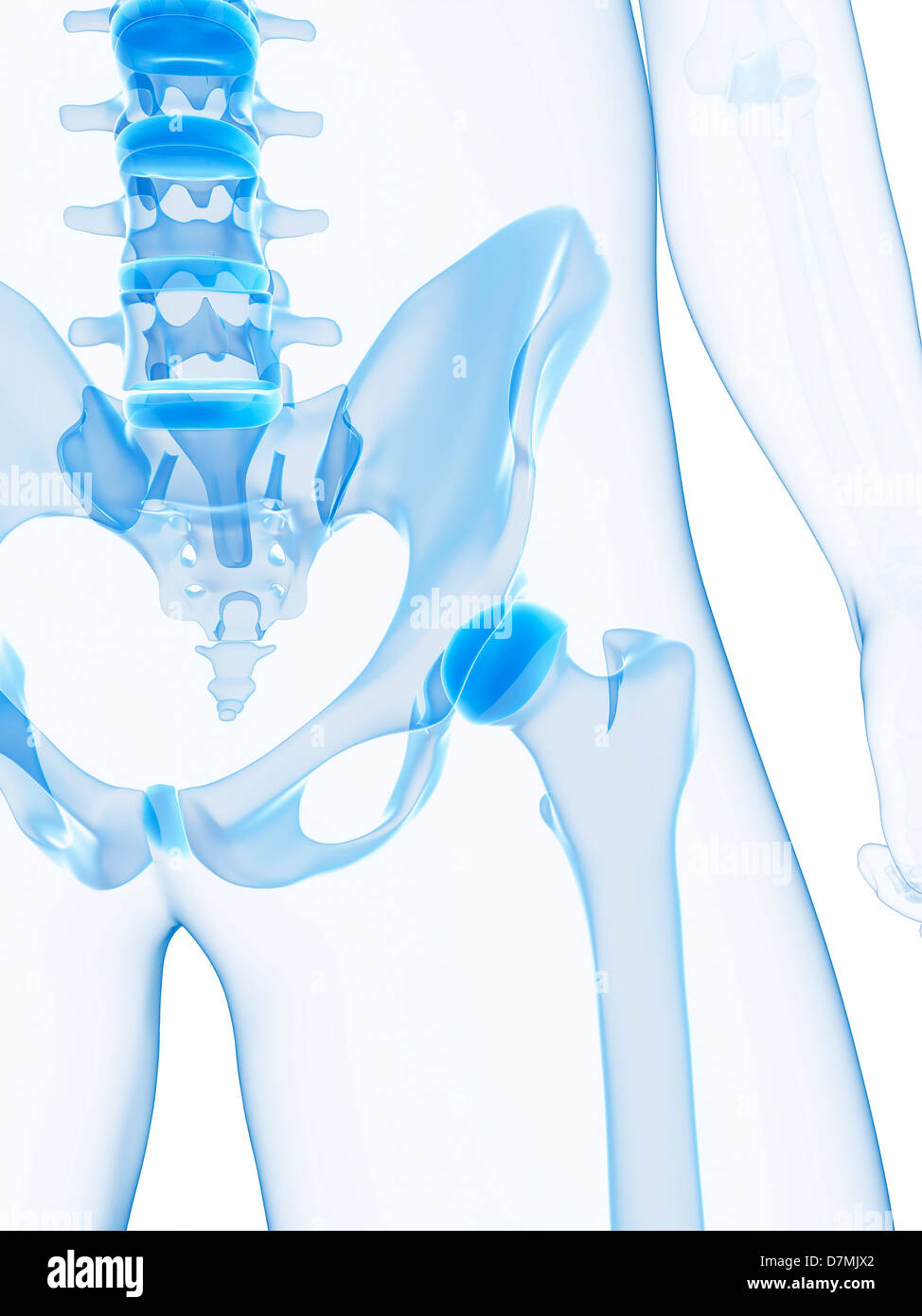 Male Pelvis Bones High Resolution Stock Photography and Images - Alamy