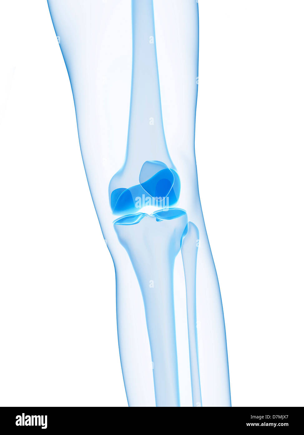 Knee joint, artwork Stock Photo - Alamy