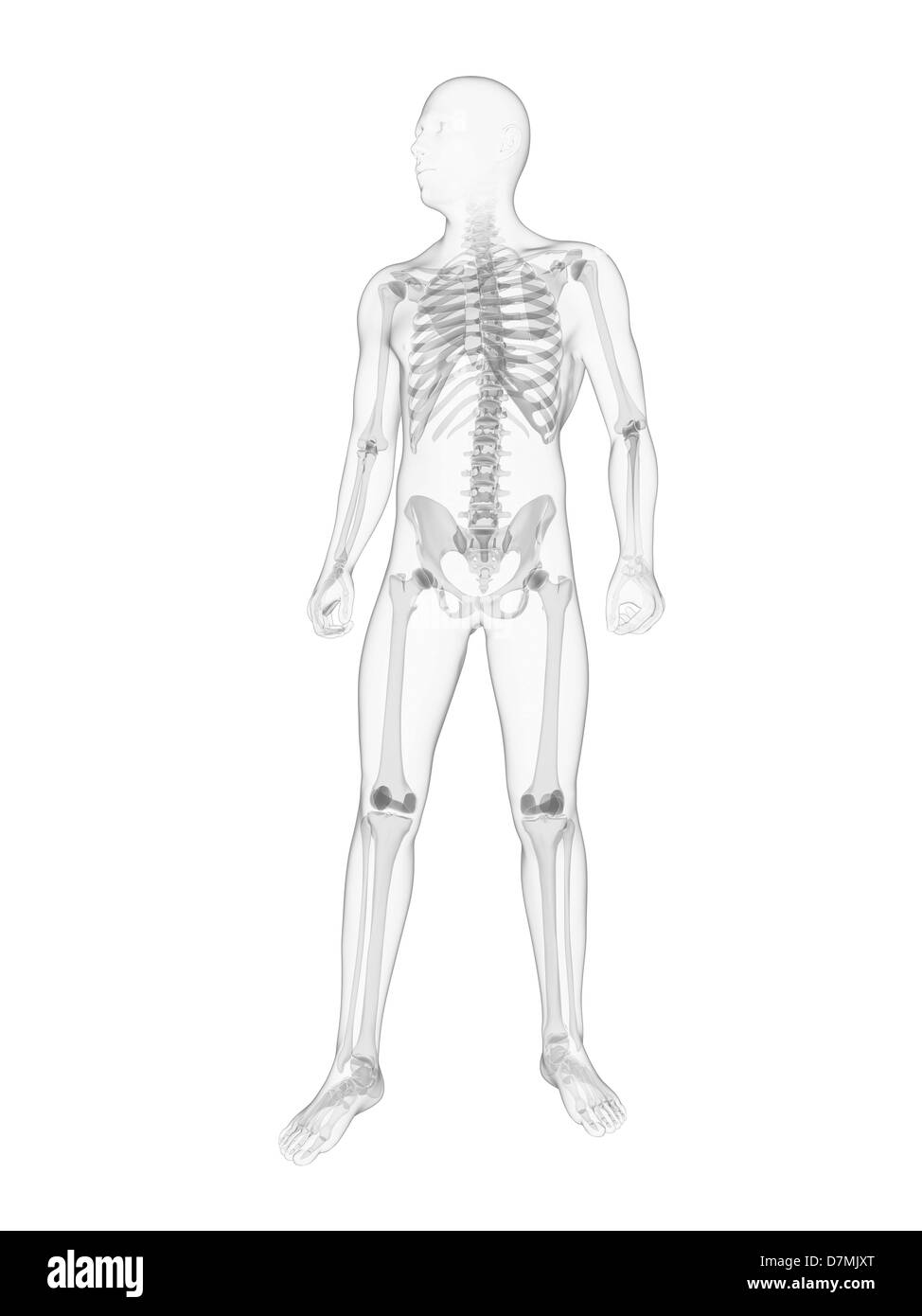 Male skeleton, artwork Stock Photo - Alamy