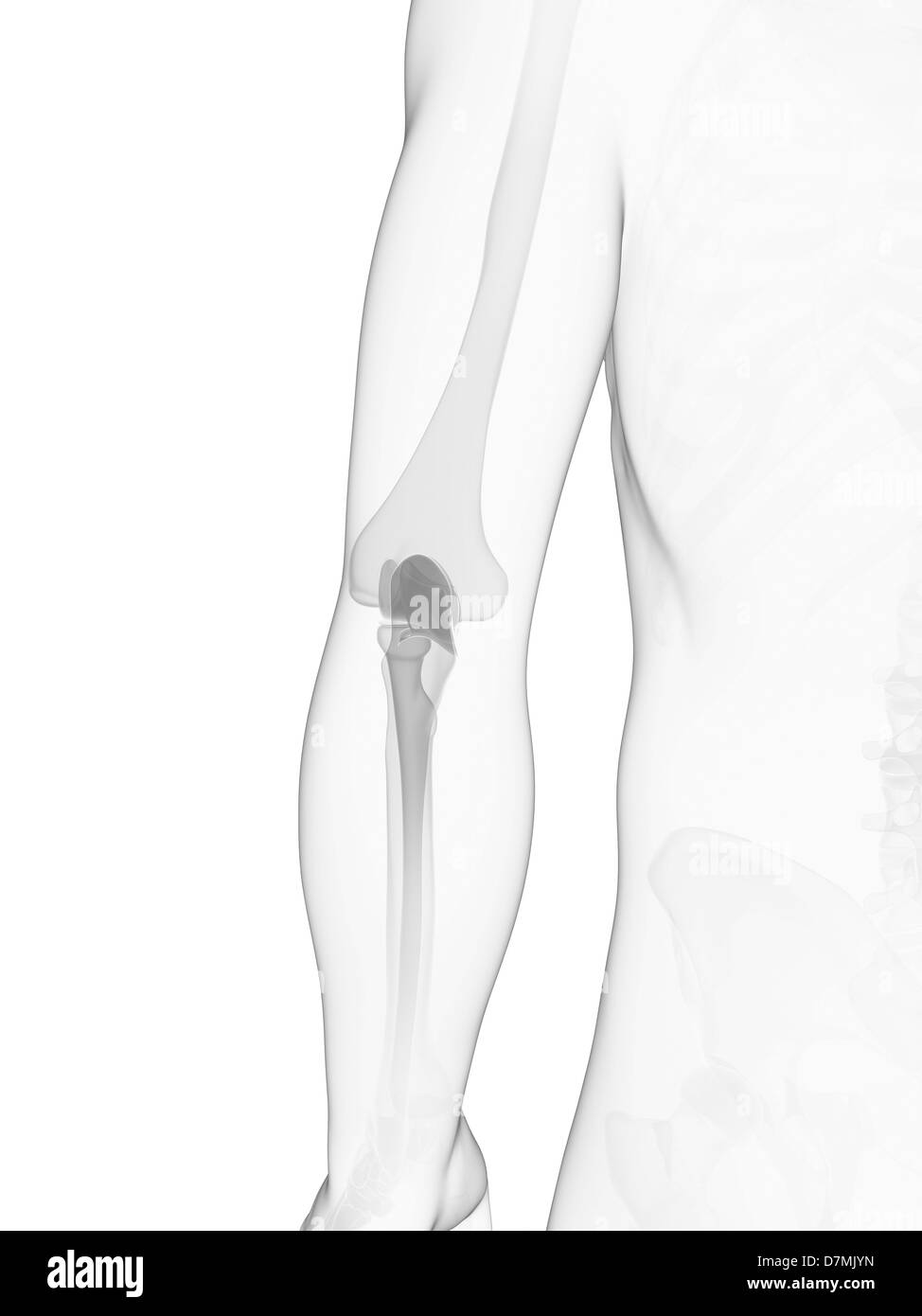 Elbow anatomy Black and White Stock Photos & Images - Alamy