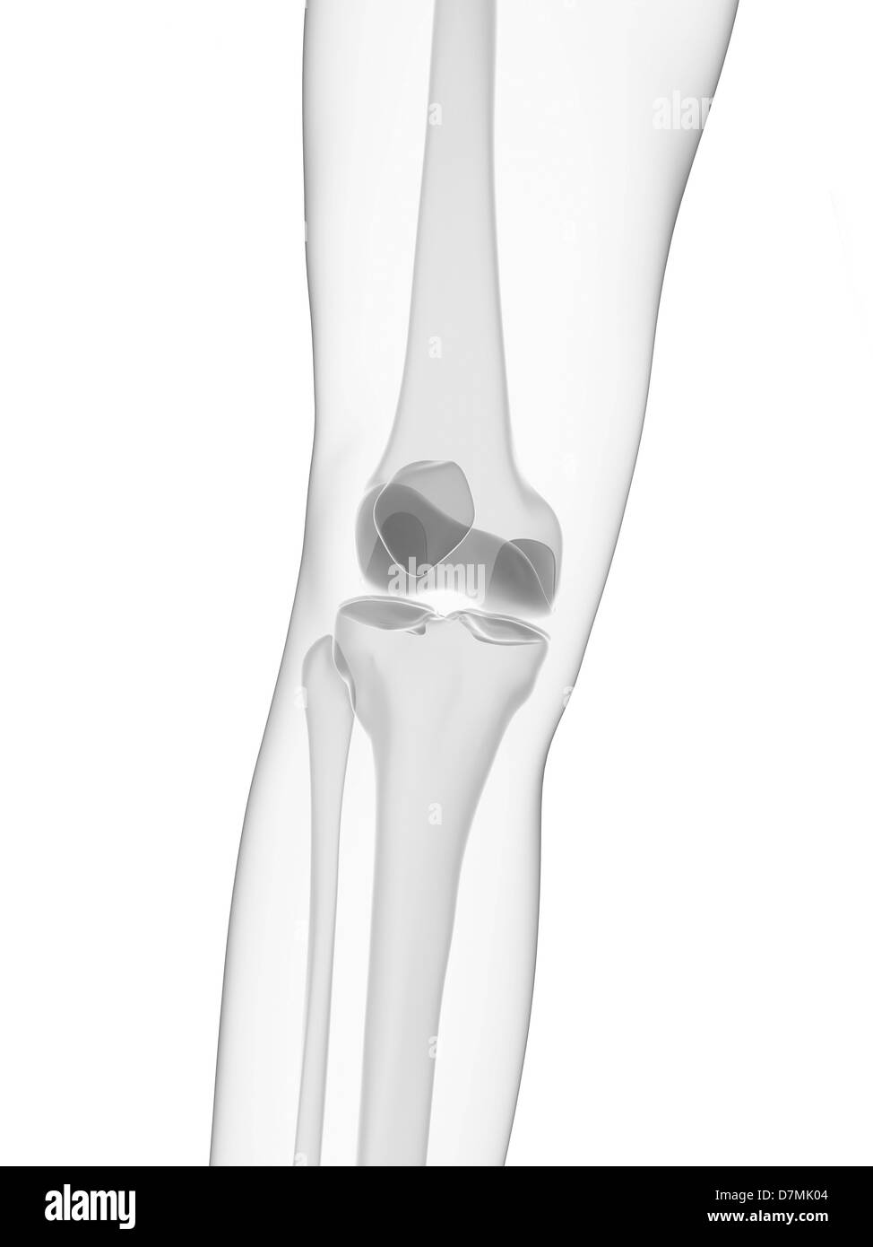 Knee joint, artwork Stock Photo - Alamy