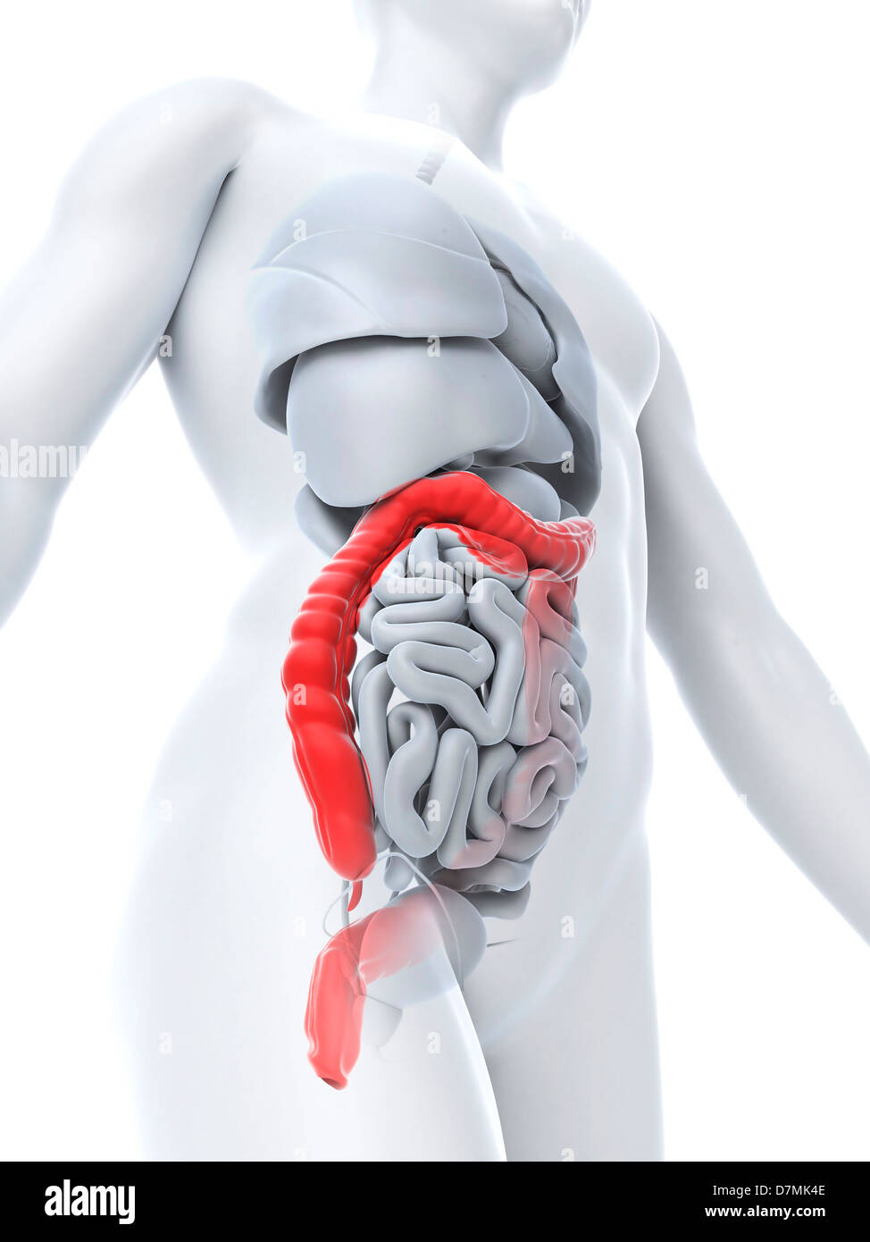 Healthy colon, artwork Stock Photo - Alamy