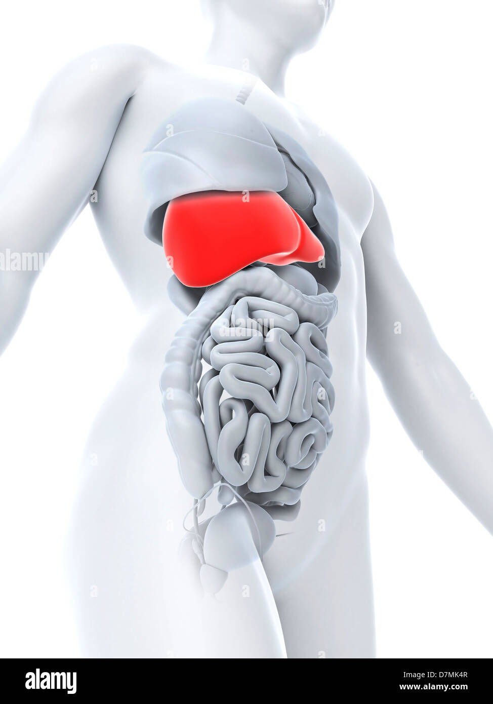 Healthy liver, artwork Stock Photo - Alamy