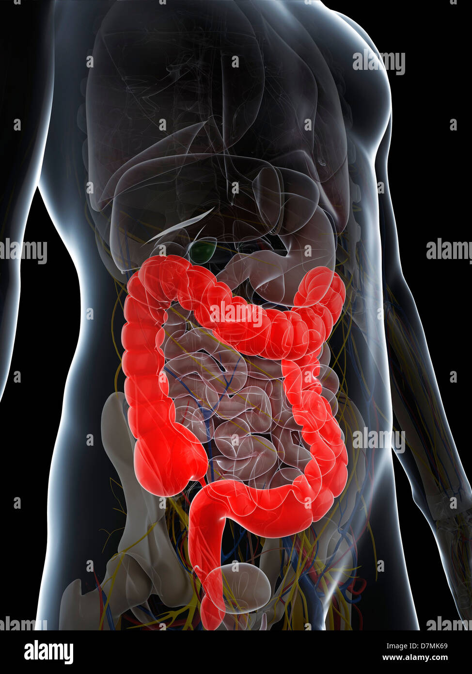 Healthy colon, artwork Stock Photo - Alamy